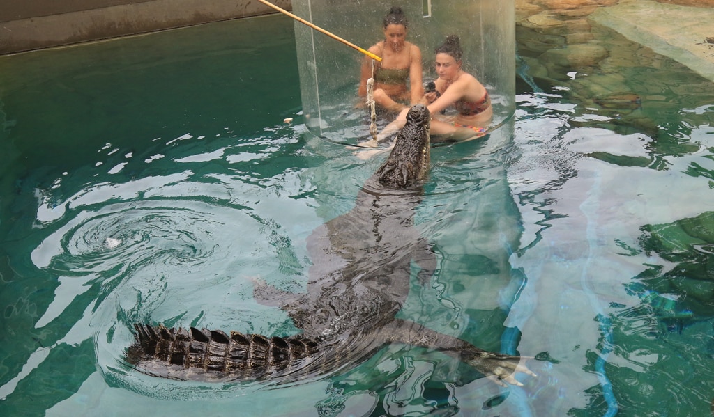 AFLW: Crows in croc-infested water