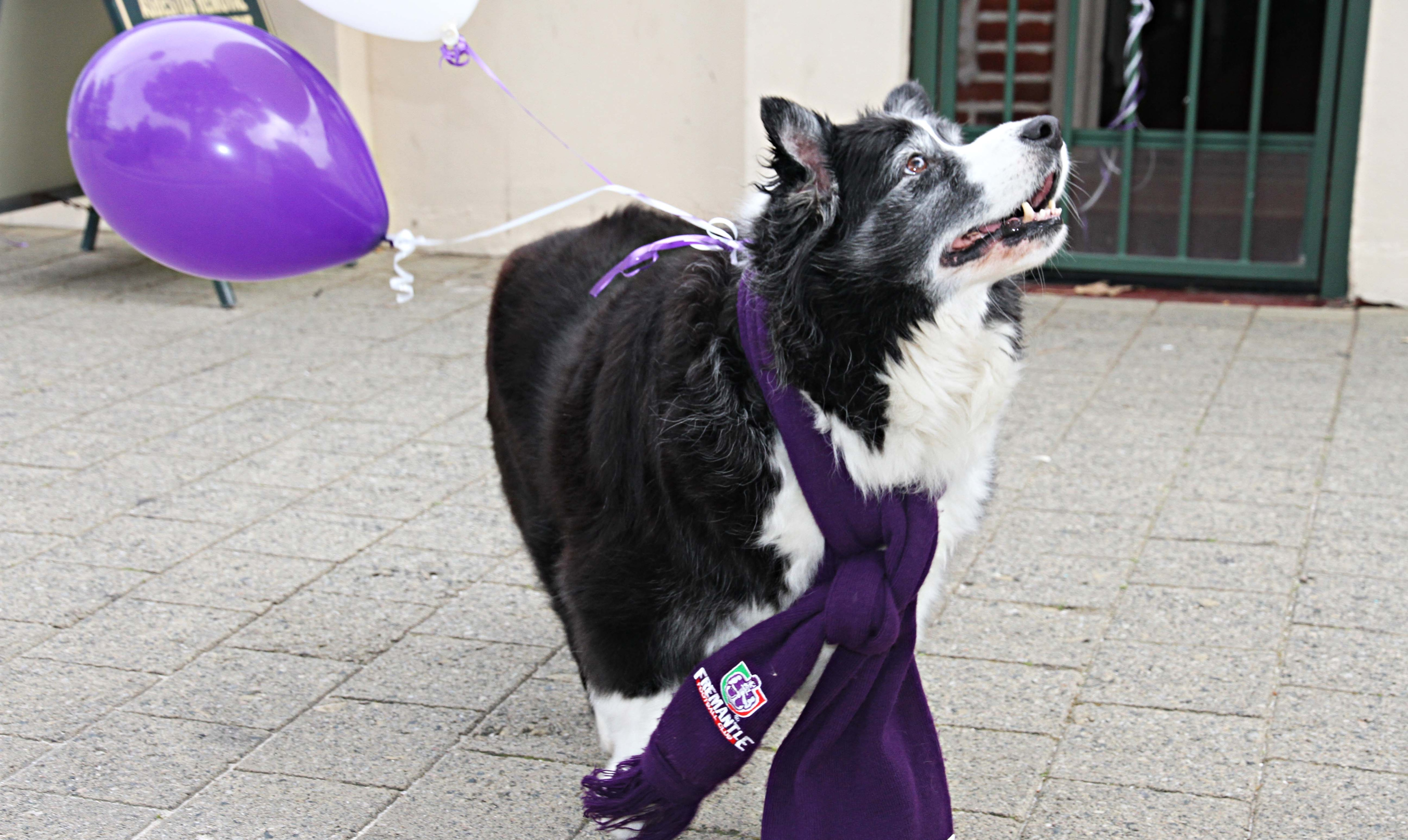 The purple brick road